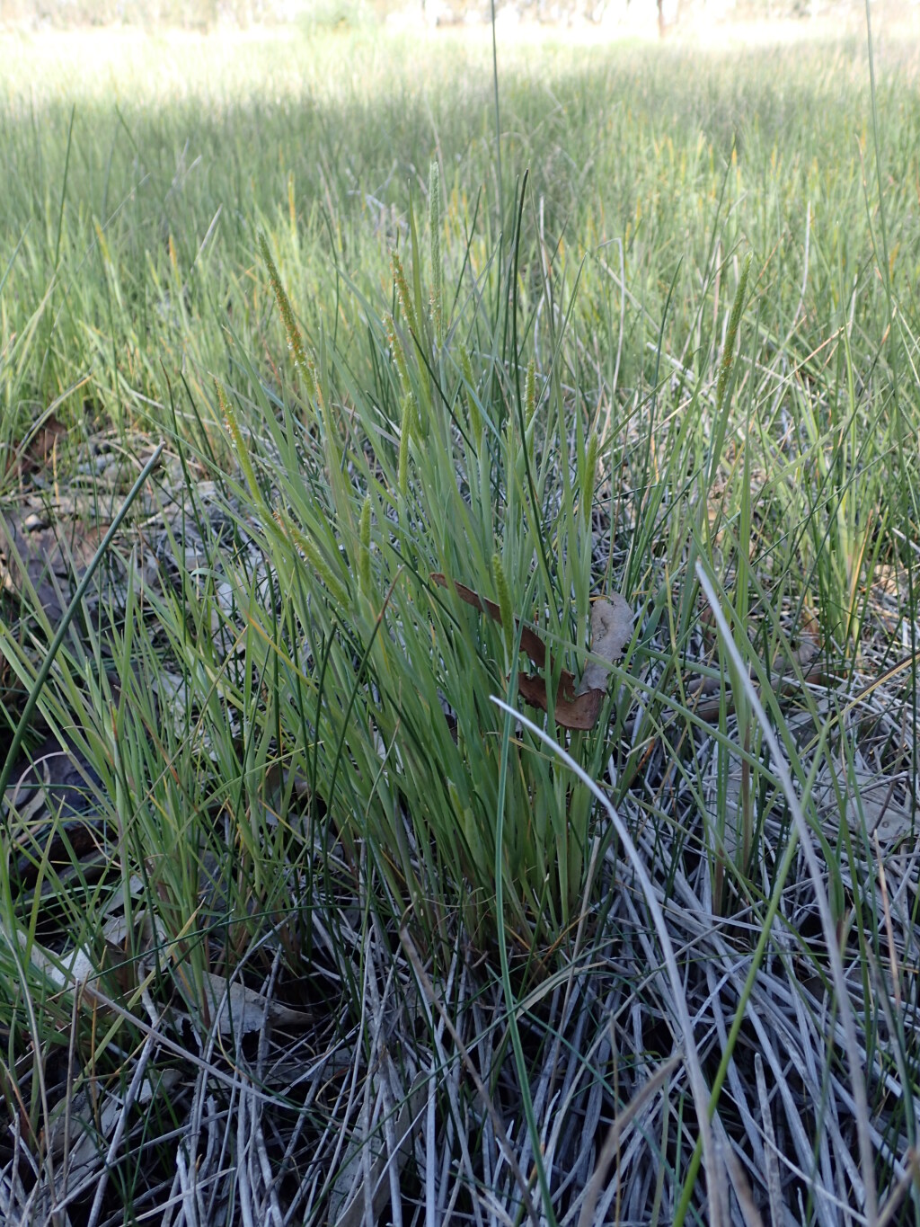 VicFlora: Alopecurus geniculatus