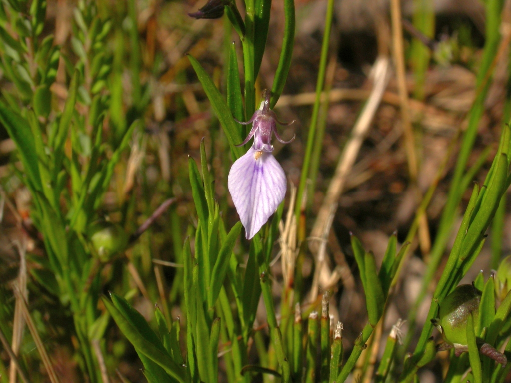 VicFlora: Pigea vernonii