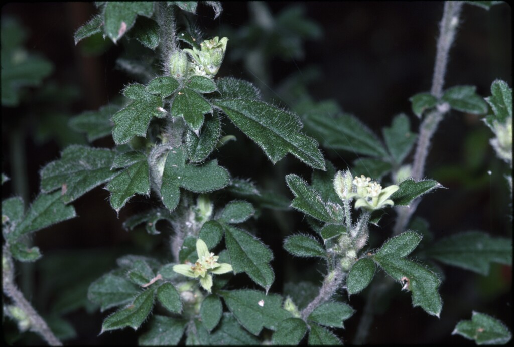VicFlora: Xanthosia pilosa