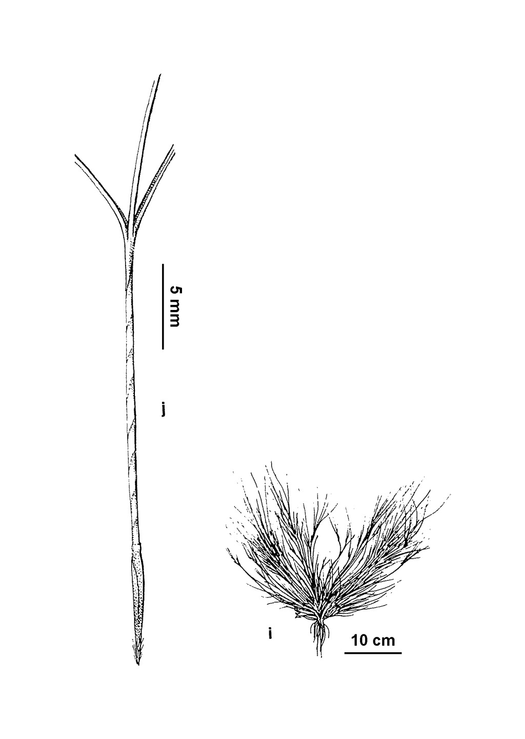 VicFlora: Aristida contorta