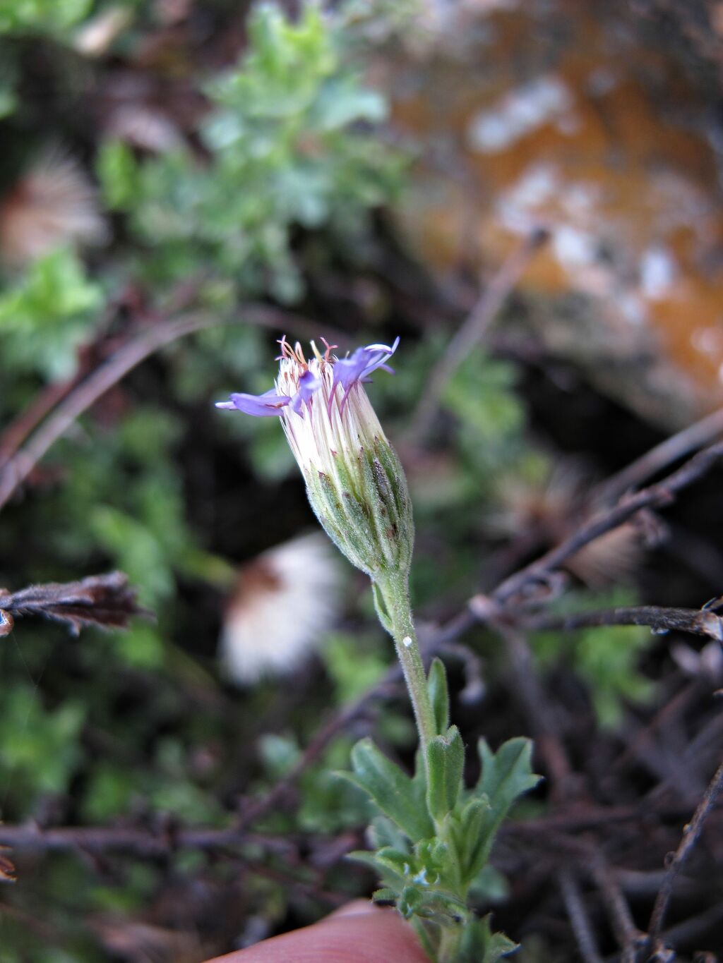VicFlora: Vittadinia australasica var. australasica