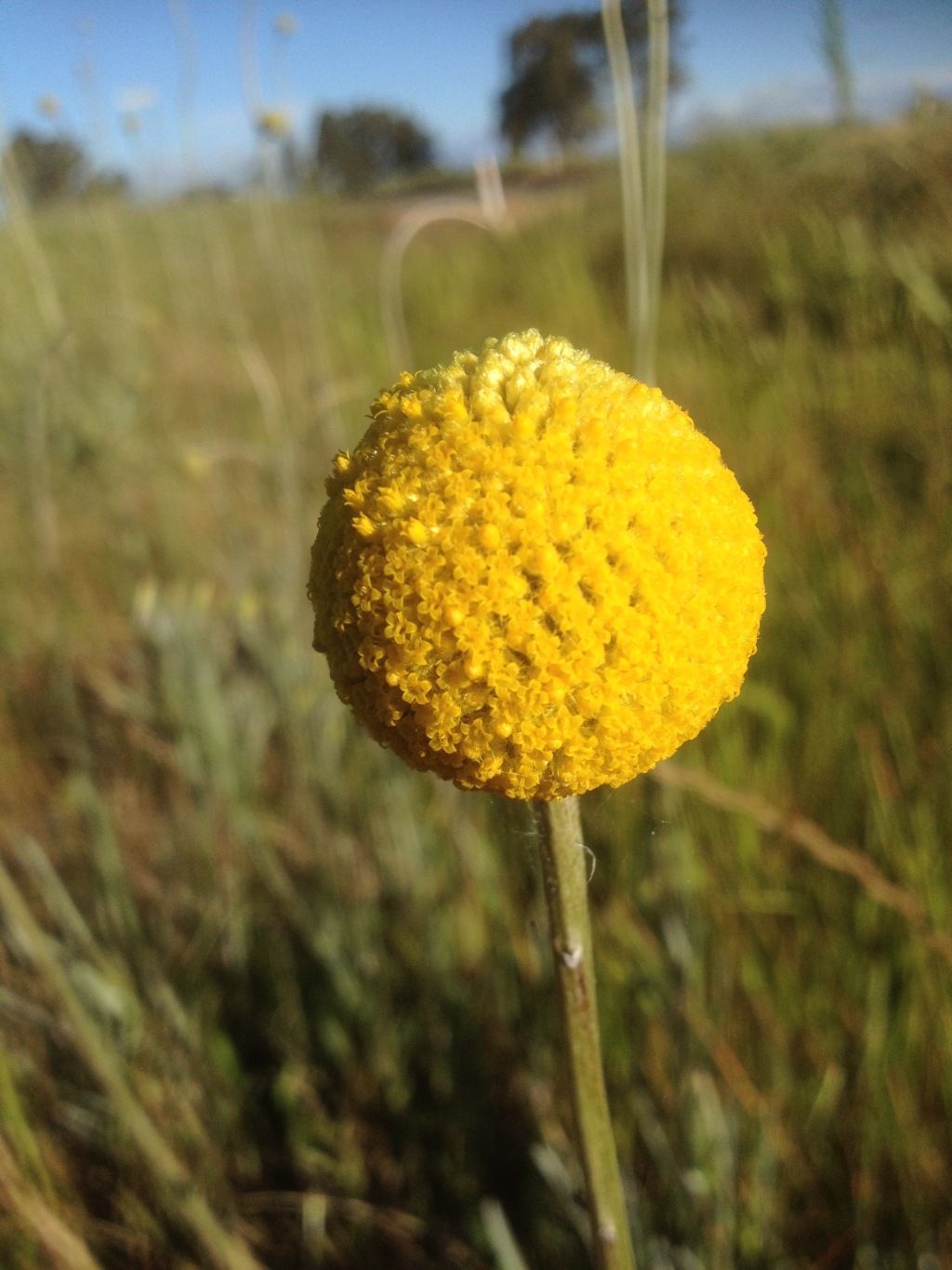 VicFlora: Pycnosorus