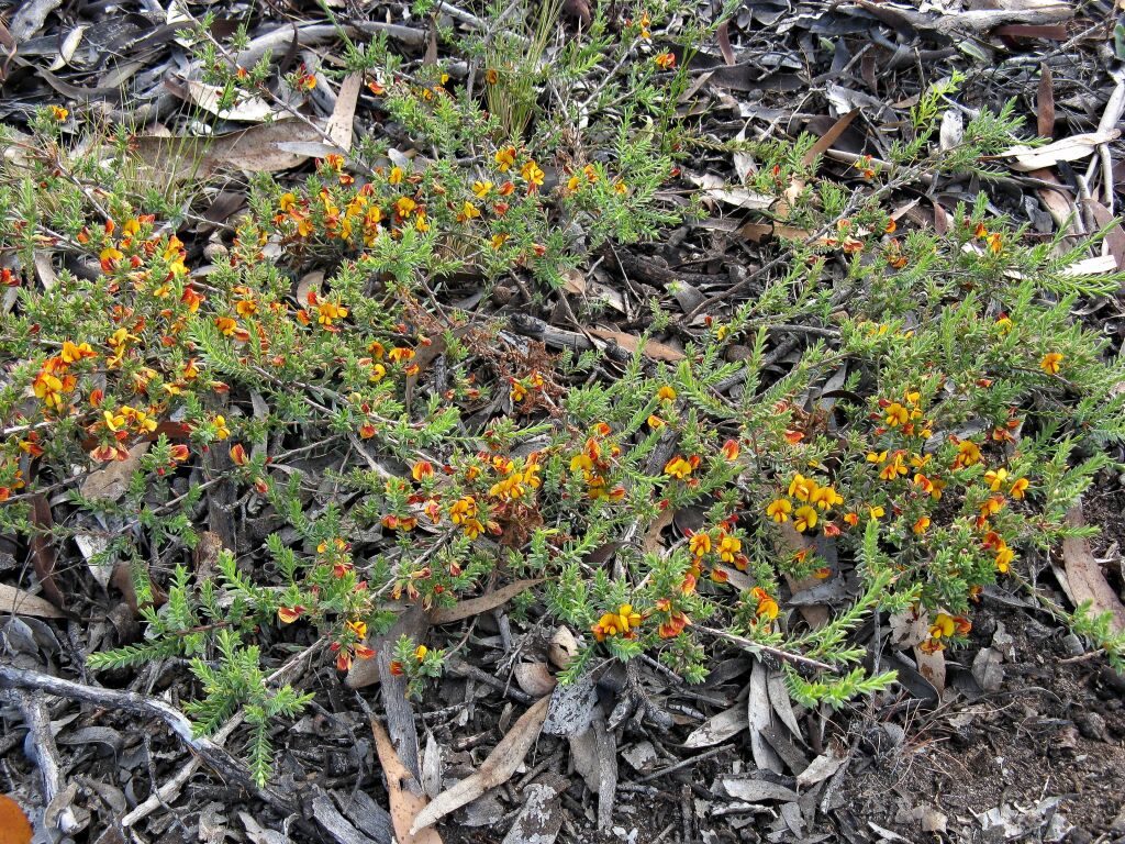 VicFlora: Eutaxia microphylla var. diffusa