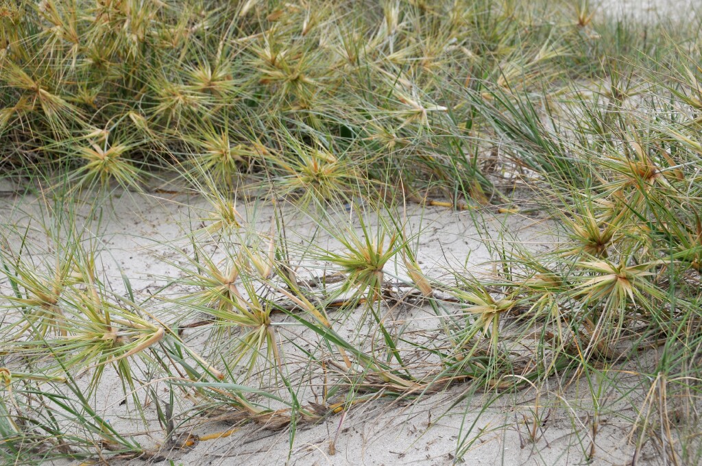 VicFlora: Spinifex sericeus