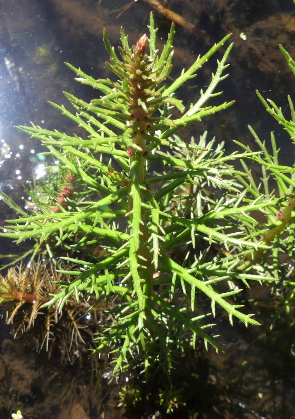 VicFlora: Myriophyllum papillosum