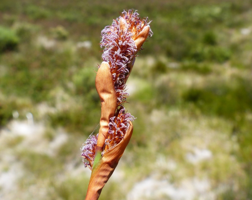 VicFlora: Baloskion australe