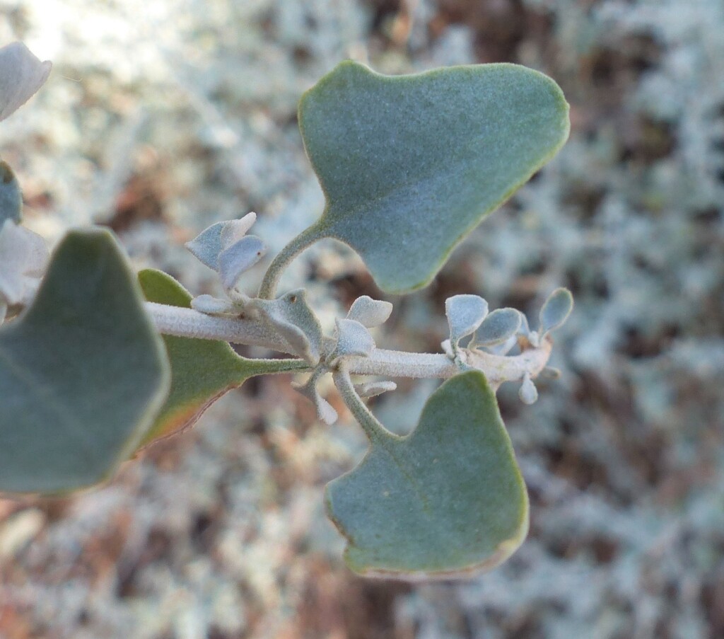 VicFlora: Rhagodia spinescens
