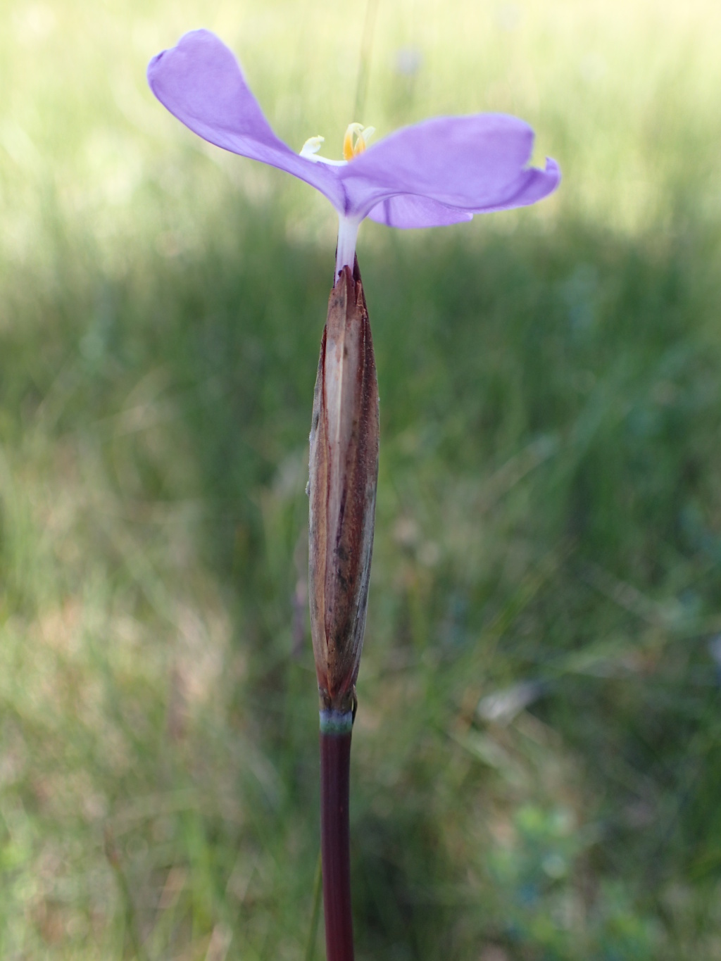 VicFlora: Patersonia occidentalis var. occidentalis