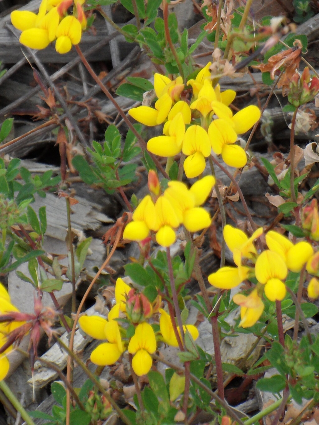 VicFlora: Lotus subbiflorus