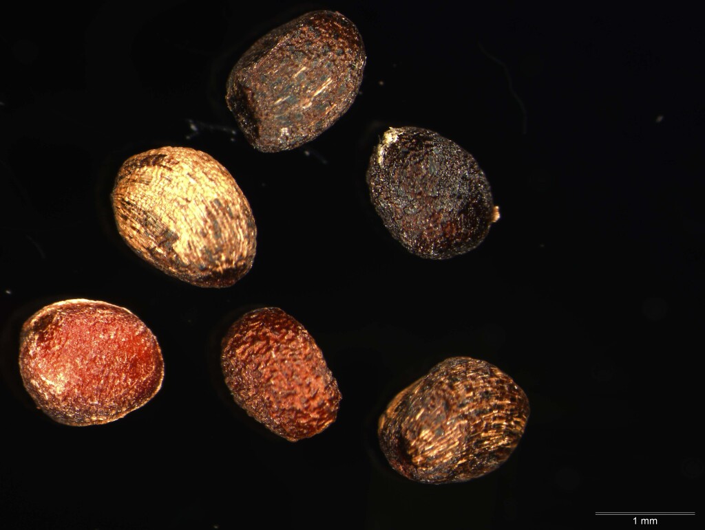 VicFlora: Commersonia prostrata