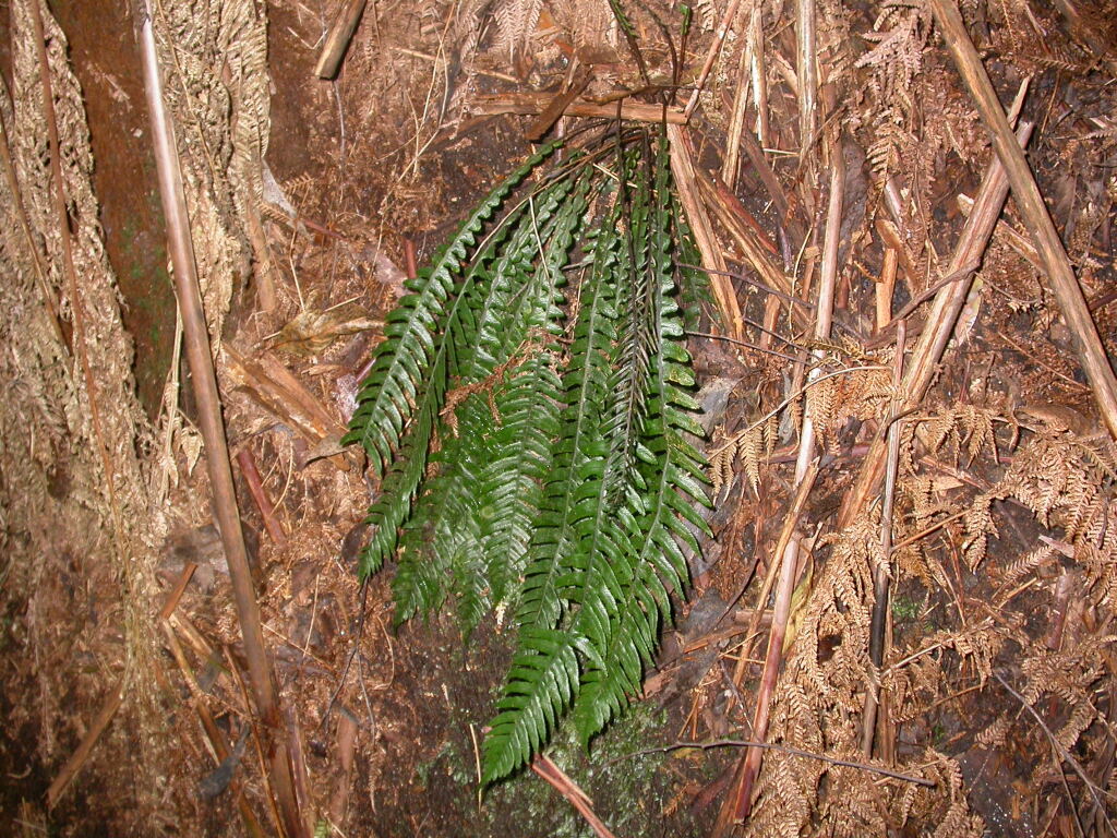 VicFlora: Blechnum chambersii