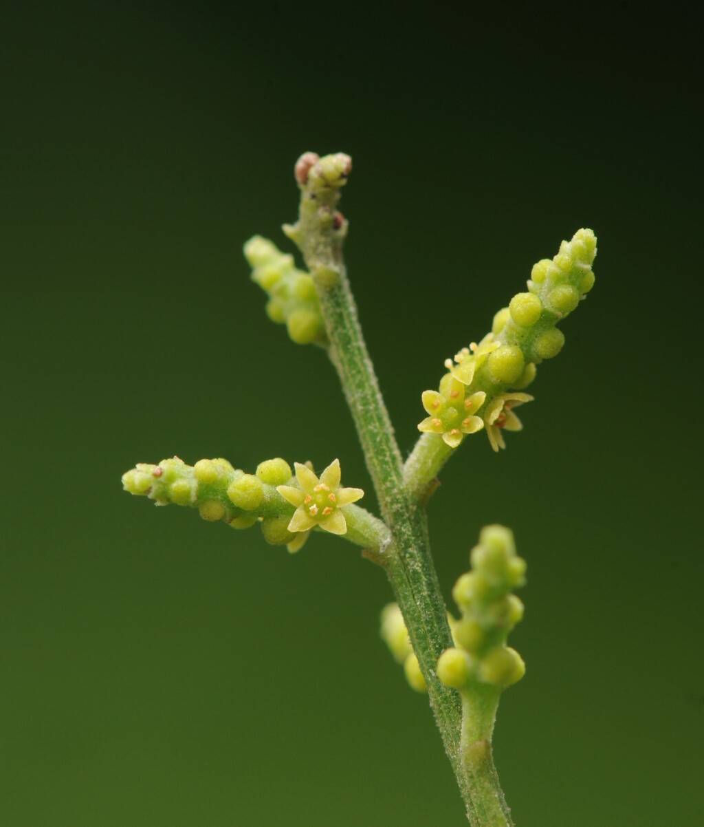 VicFlora: Exocarpos cupressiformis