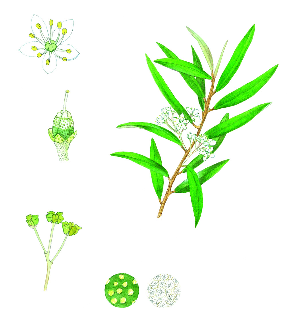 VicFlora: Nematolepis squamea subsp. squamea