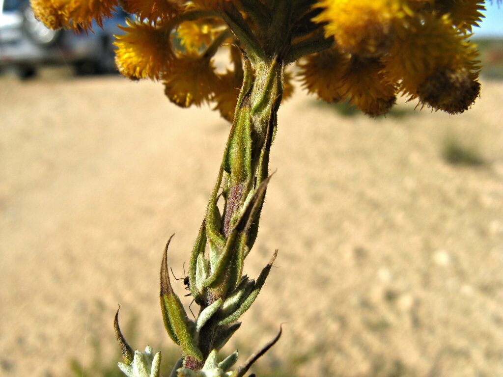 VicFlora: Chrysocephalum semipapposum