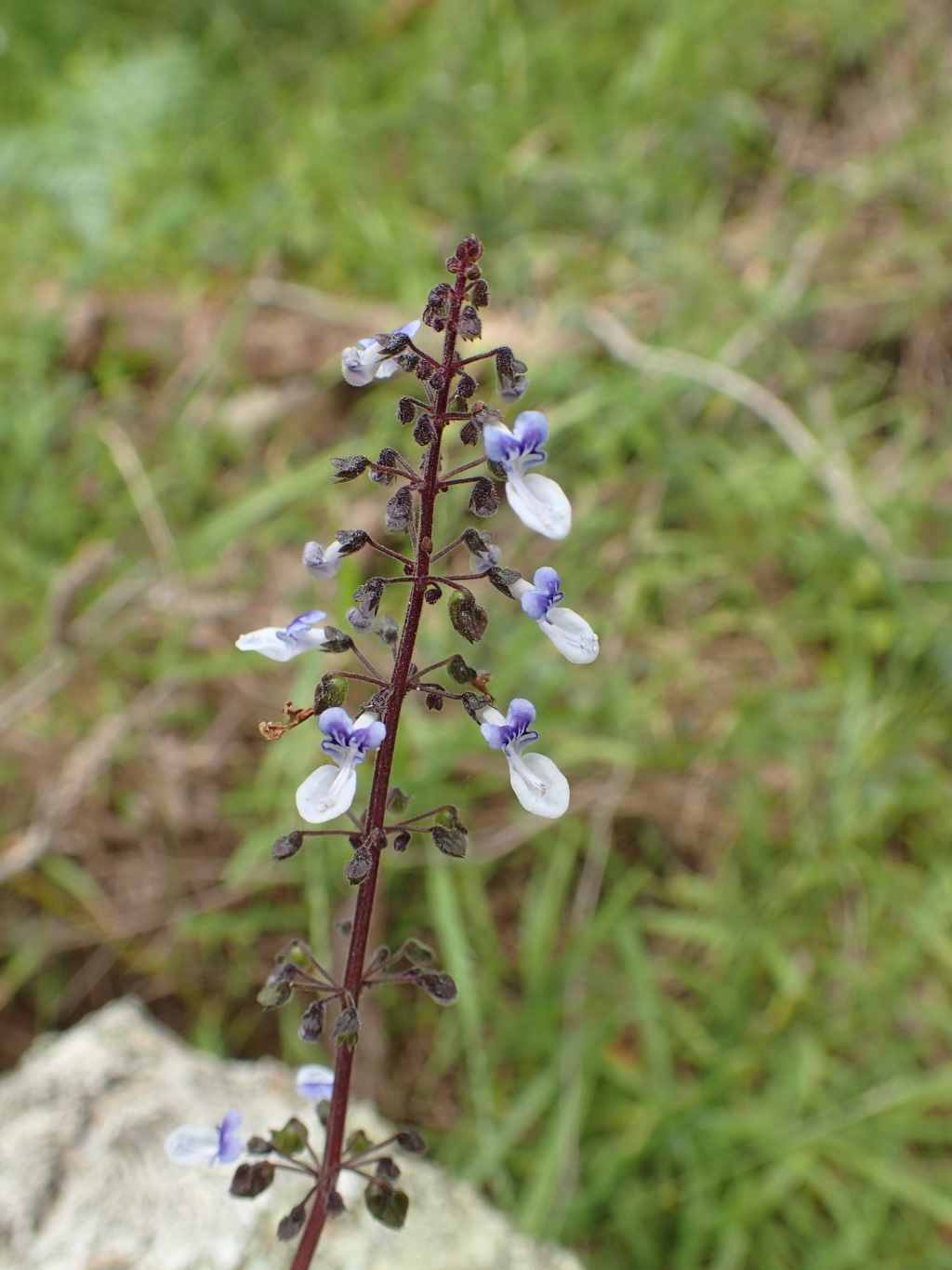 VicFlora: Coleus australis