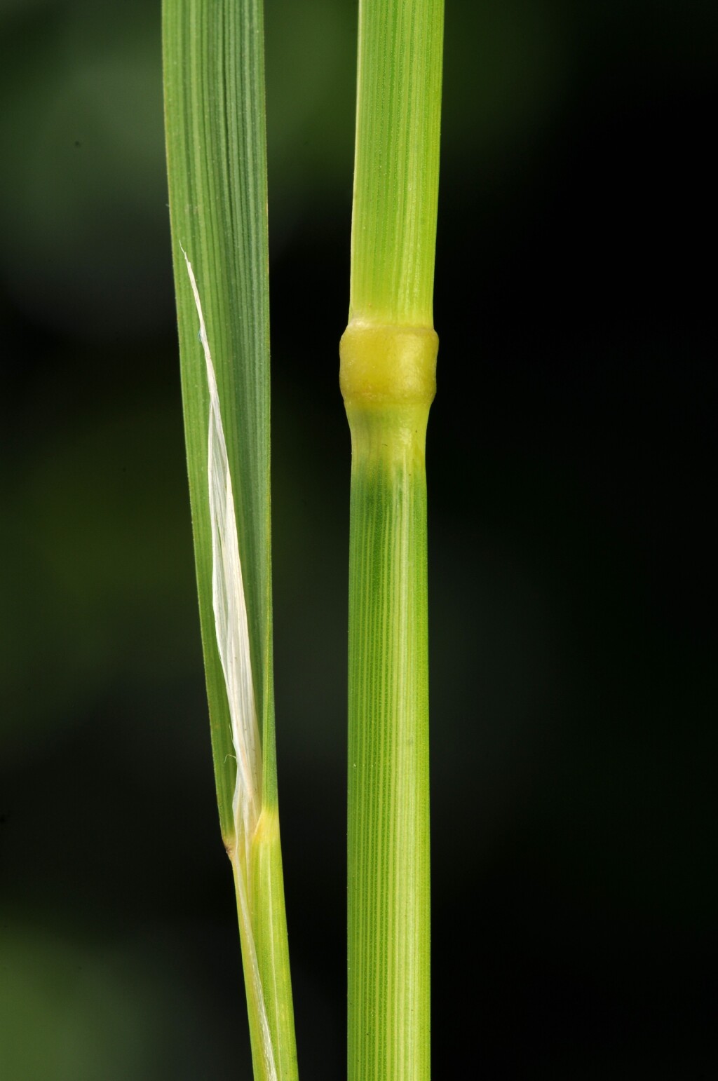 VicFlora: Amphibromus neesii