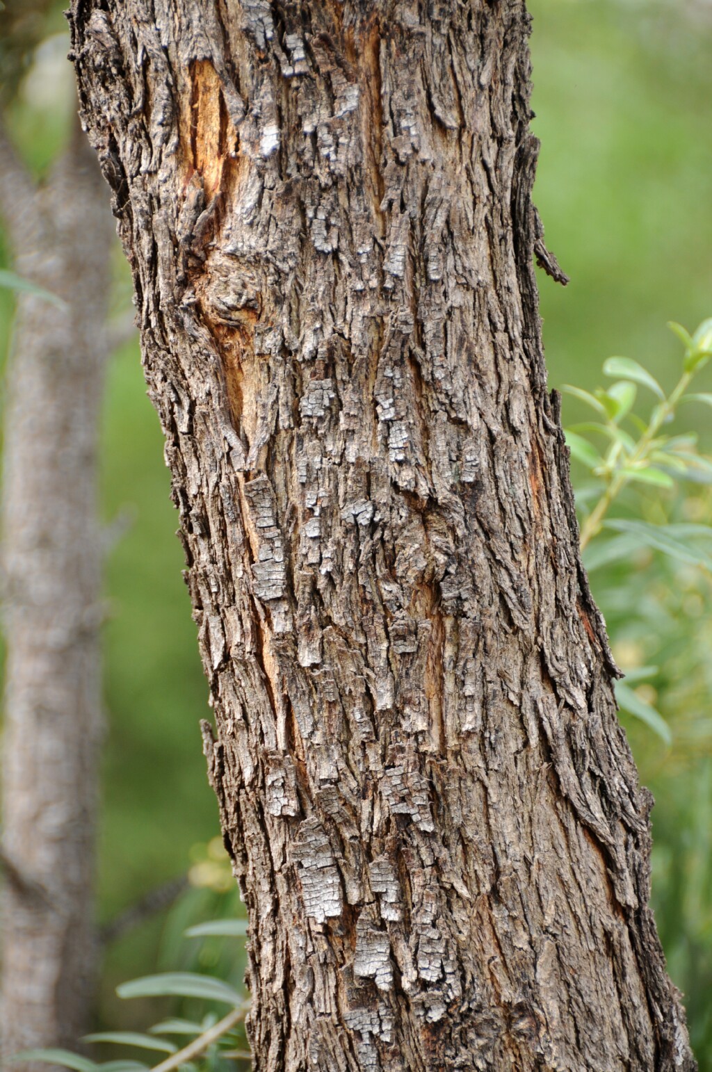 VicFlora: Acacia implexa