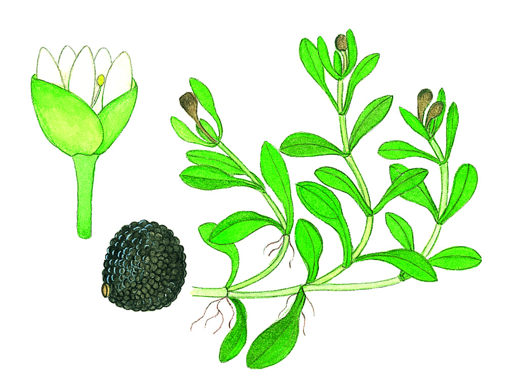 VicFlora: Montia fontana subsp. chondrosperma