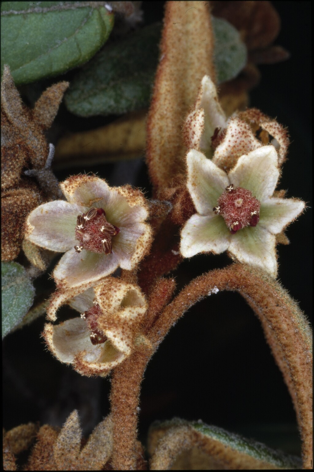 VicFlora: Lasiopetalum