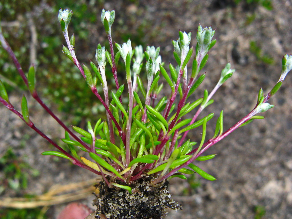 VicFlora: Angianthus