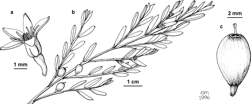 VicFlora: Olax stricta