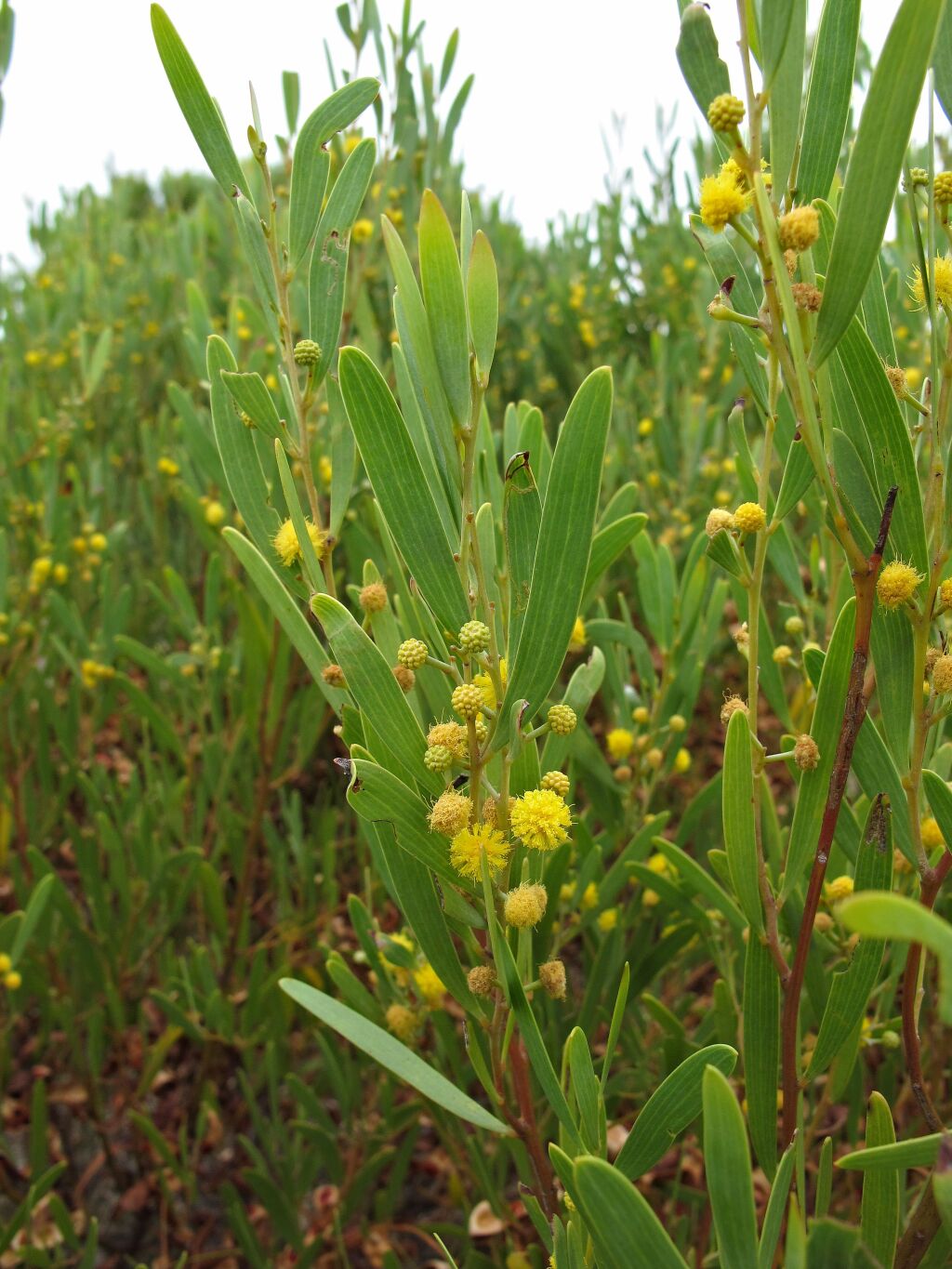 VicFlora: Acacia cyclops