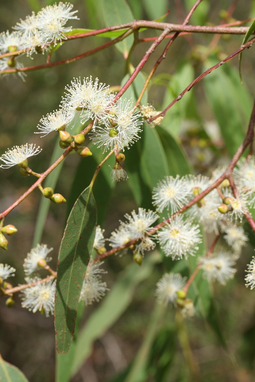 VicFlora: Eucalyptus viminalis subsp. pryoriana