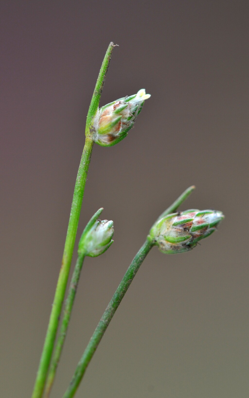 VicFlora: Isolepis