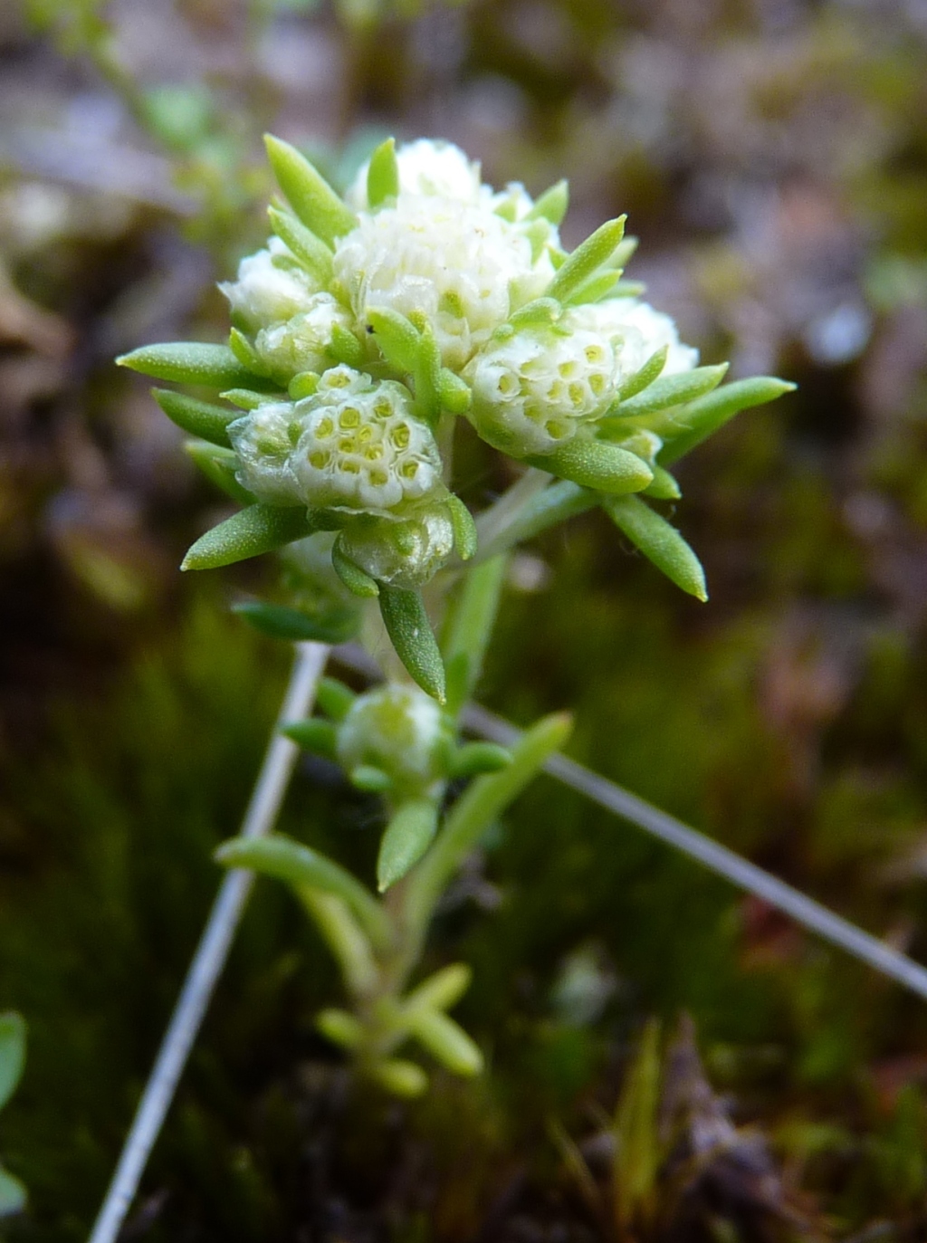 VicFlora: Siloxerus multiflorus