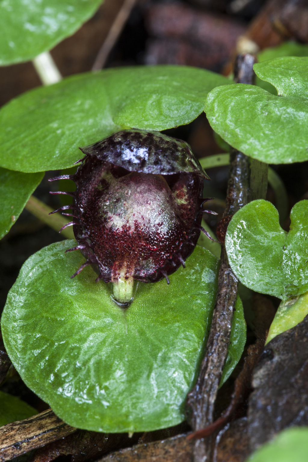 VicFlora: Corybas fimbriatus