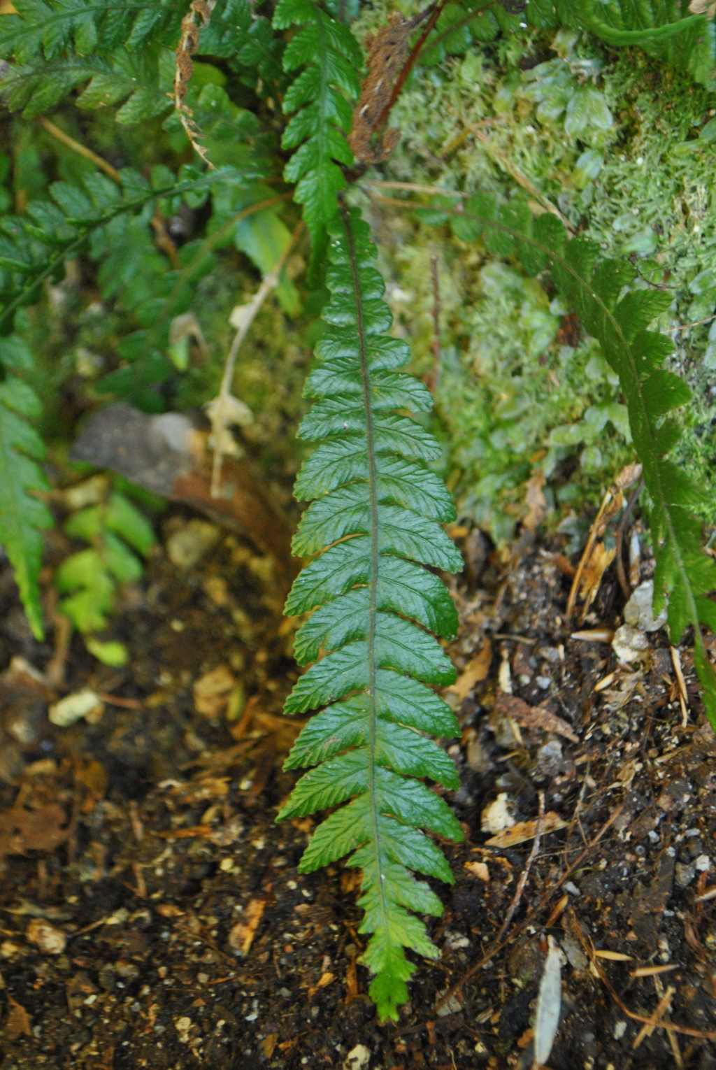VicFlora: Blechnum chambersii