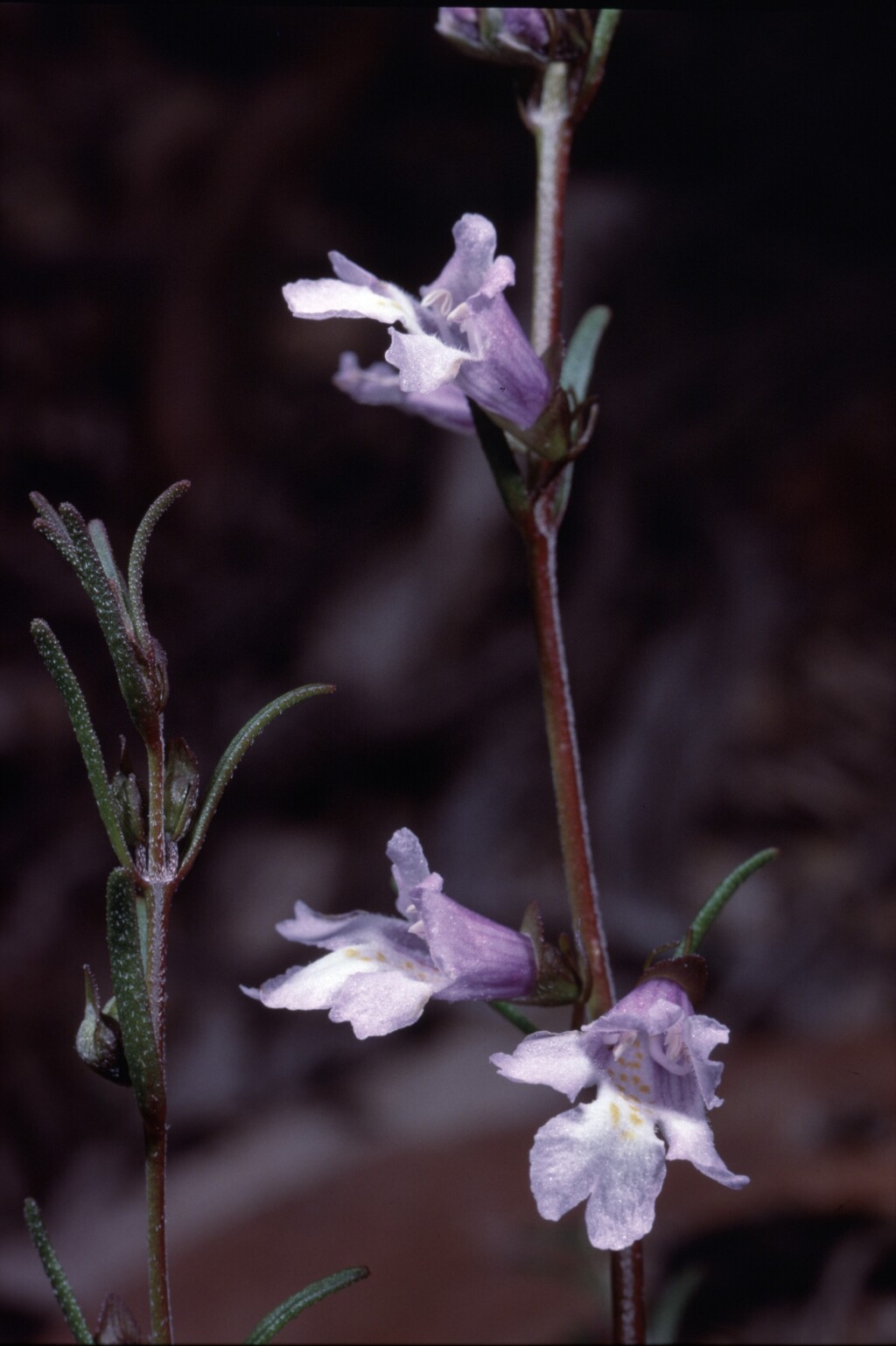 VicFlora: Prostanthera saxicola var. bracteolata