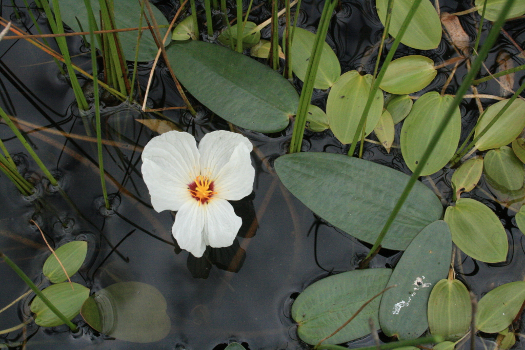 VicFlora: Ottelia ovalifolia subsp. ovalifolia