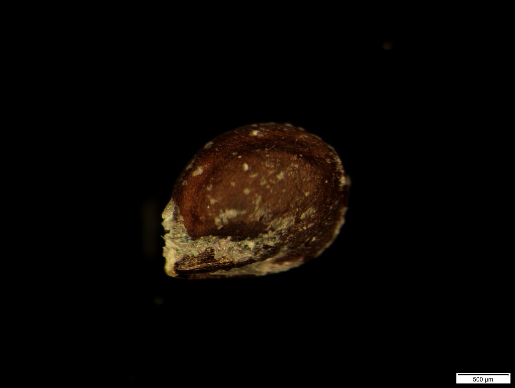 VicFlora: Atriplex spongiosa