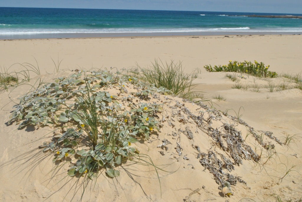 VicFlora: Arctotheca