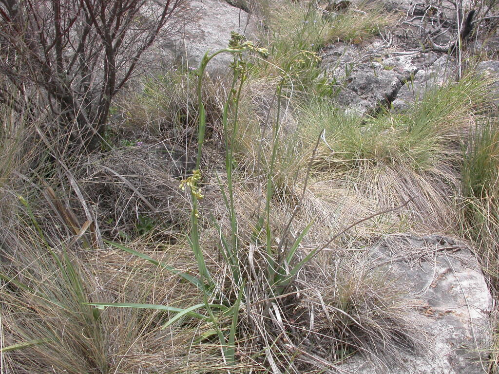 VicFlora: Dianella longifolia var. grandis