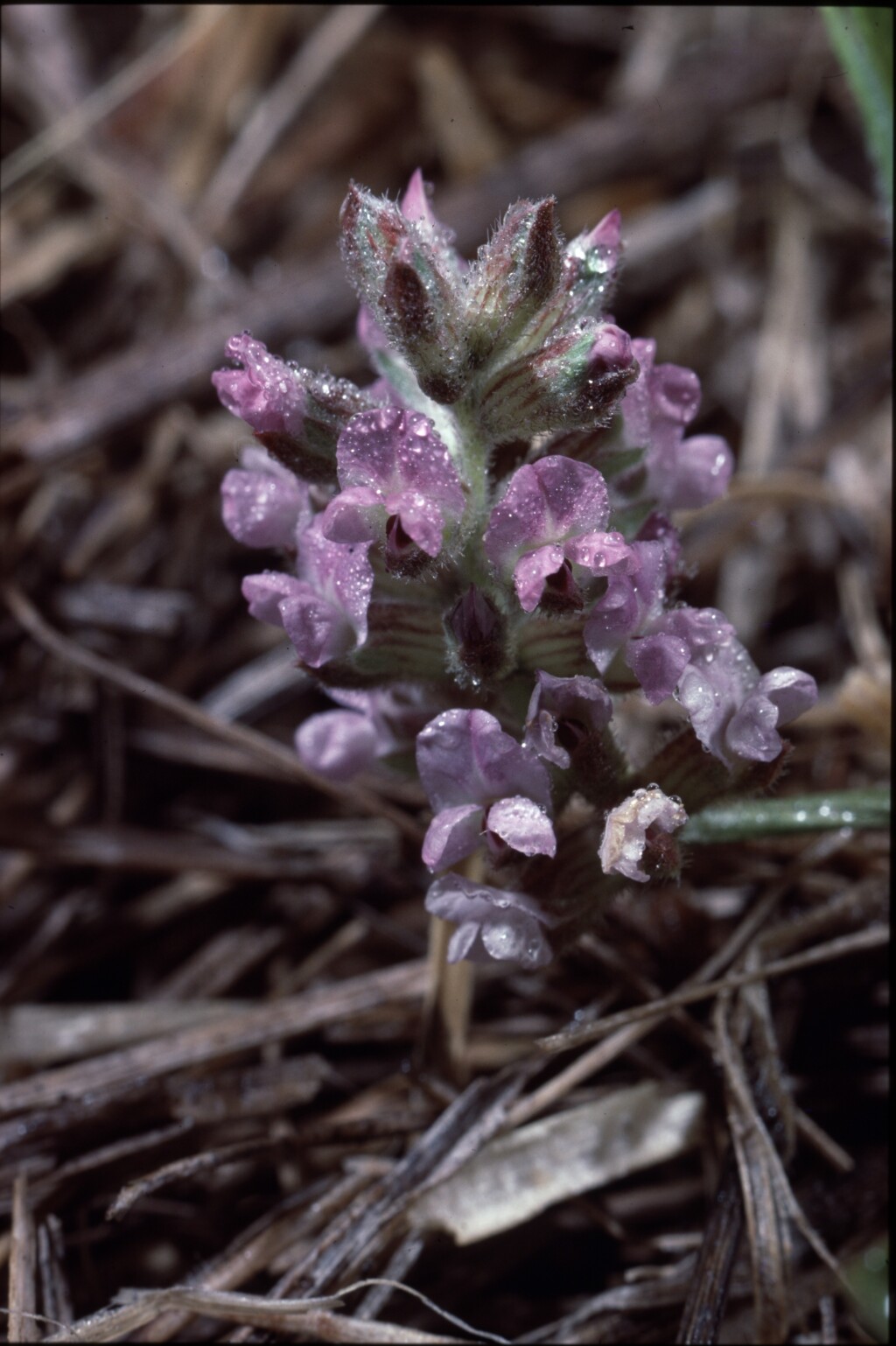 VicFlora: Cullen parvum