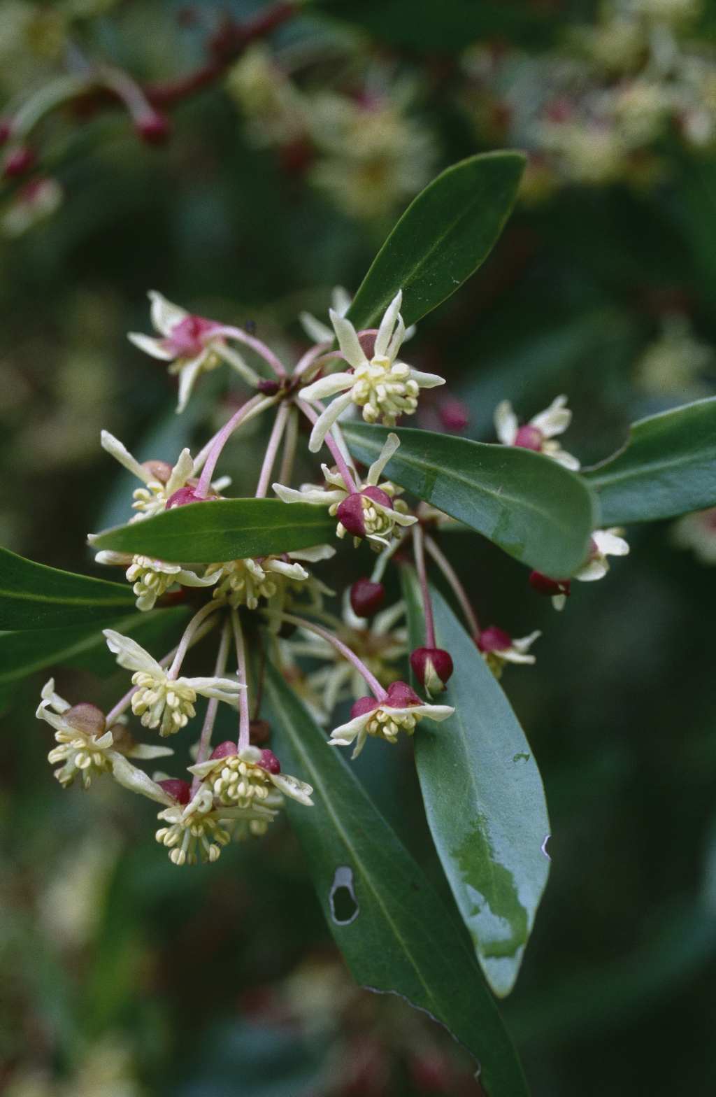 VicFlora: Tasmannia lanceolata
