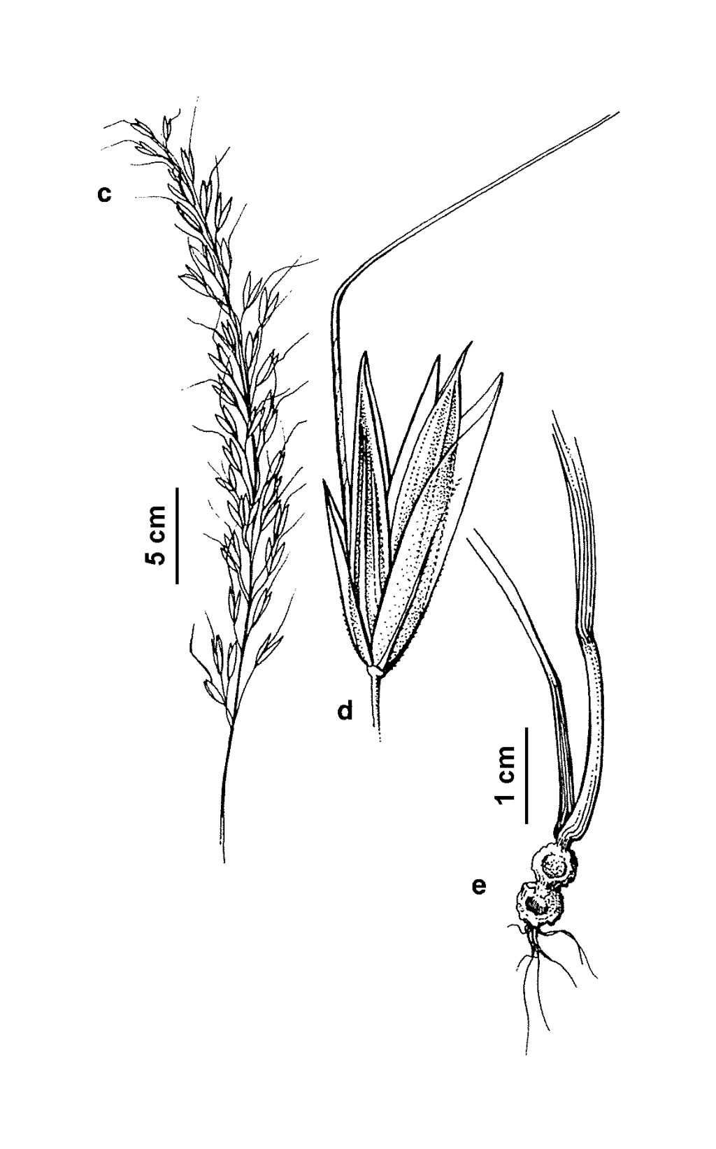 VicFlora: Arrhenatherum elatius var. bulbosum